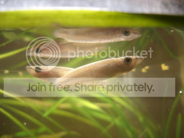Are These Yellow Panchax? | Fish Forum