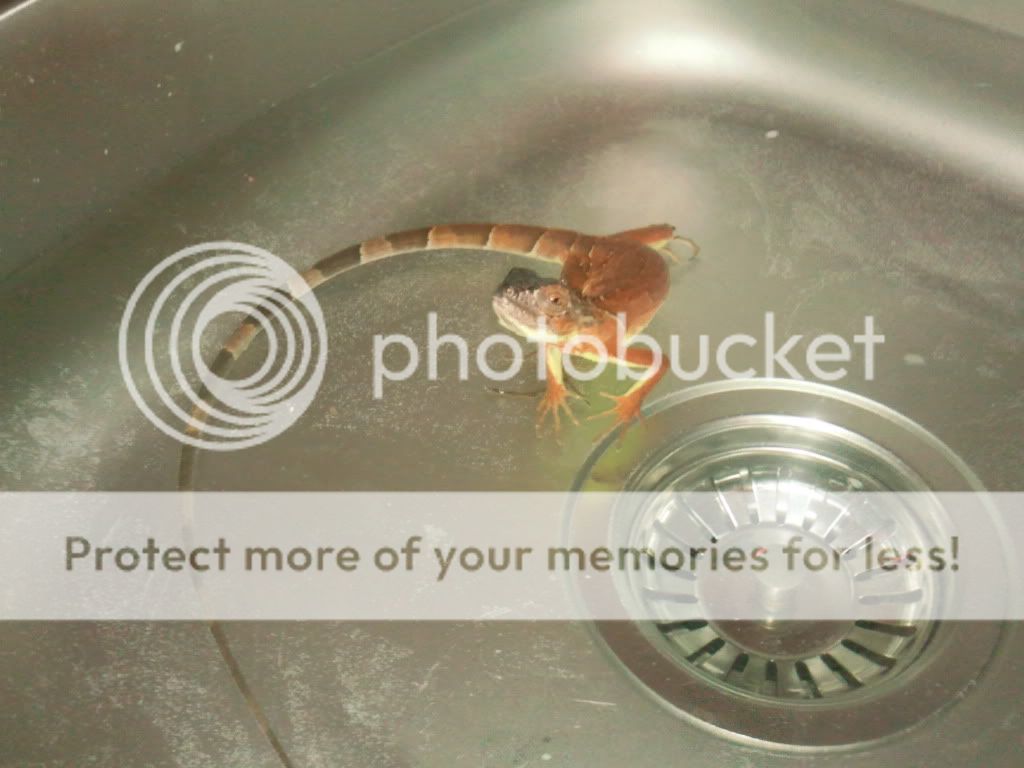 New member :) Iguana help | Reptile Forums