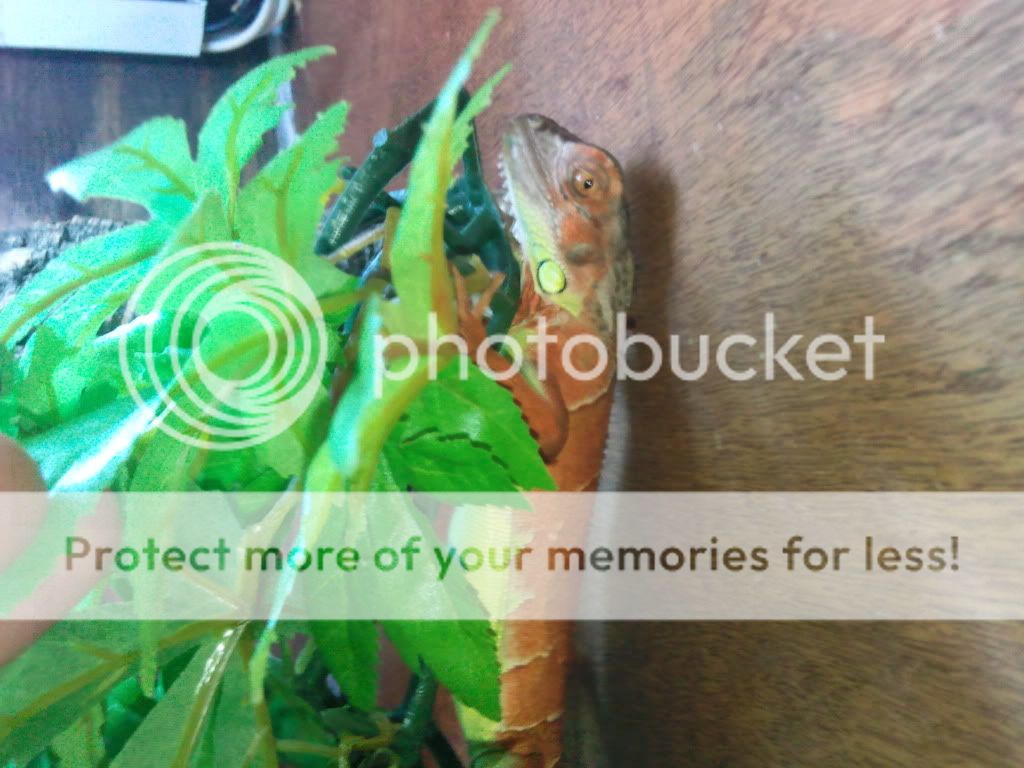 New member :) Iguana help | Reptile Forums
