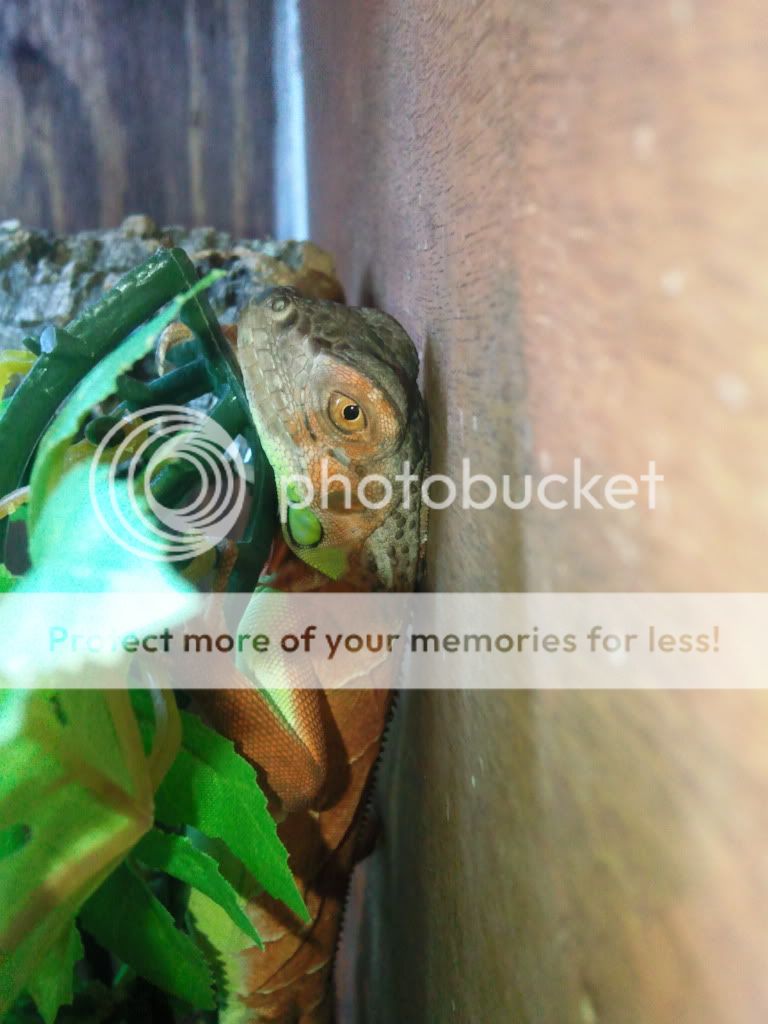 New member :) Iguana help | Reptile Forums