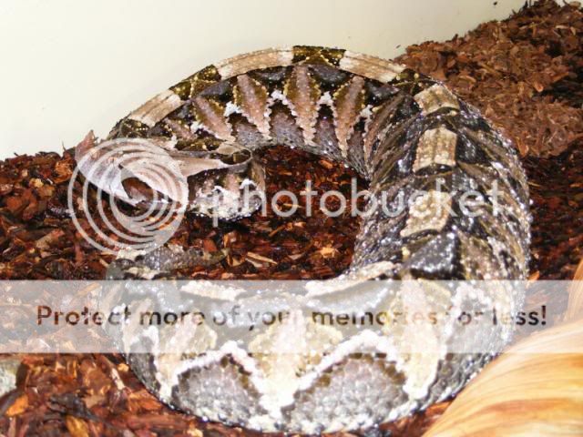 gaboon viper pix | Reptile Forums