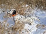 Llewellin or Ryman/Old Hemlock English Setters? | Michigan Sportsman Forum