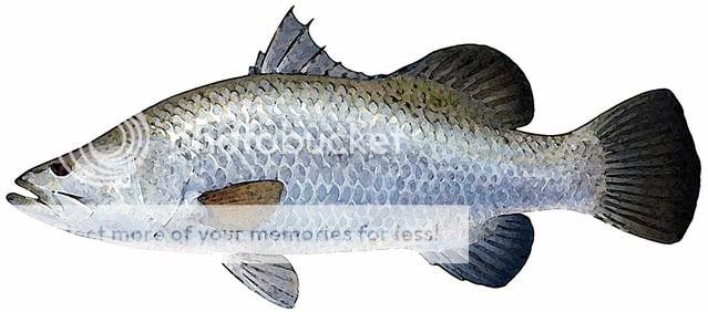 the Barramundi (lates calcarifer) | tag or brag