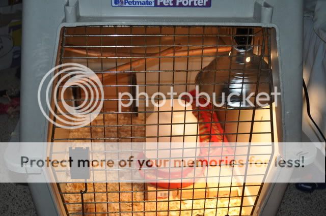 show me your dog crate baby brooders | Page 5 | BackYard Chickens ...