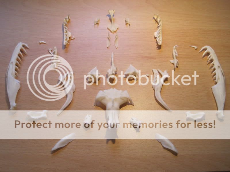 Reticulated python skull reconstruction | Reptile Forums