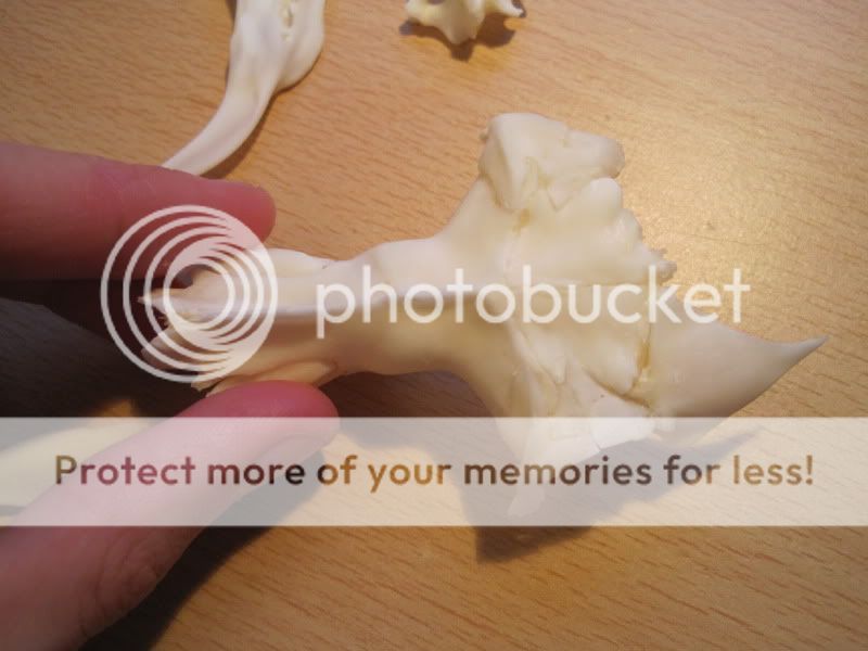 Reticulated python skull reconstruction | Reptile Forums