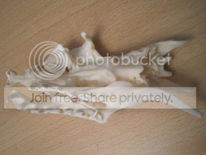 Reticulated python skull reconstruction | Reptile Forums