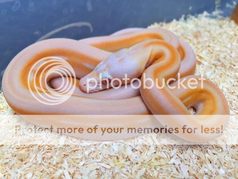 SE England - Updated reticulated python available list - Mainland ...