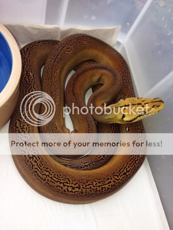 SE England - High end male retics! Dwarfs and mainlands! | Reptile Forums