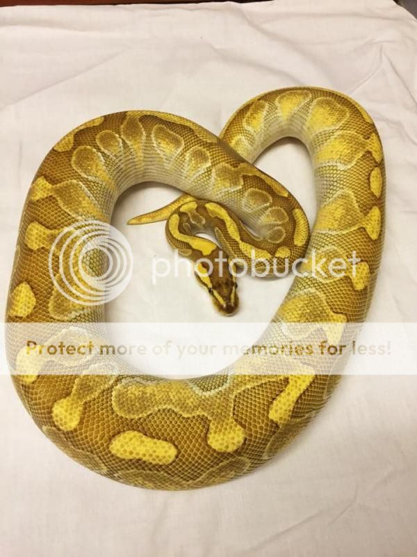 SE England - Last adult female ball pythons, big proven breeder morphs ...
