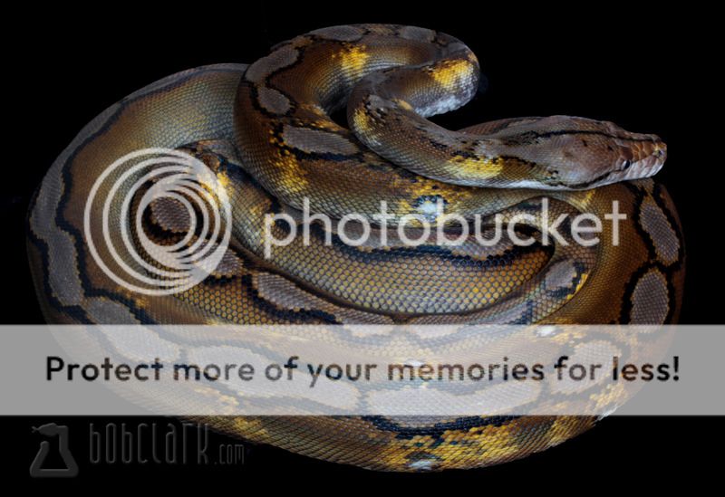 Bob Clark Reptiles Europe - Reticulated python list! | Reptile Forums