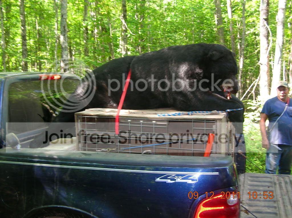 SnaggleTooth Story and Pictures - Hunting Beast™ / The Hunting Beast™